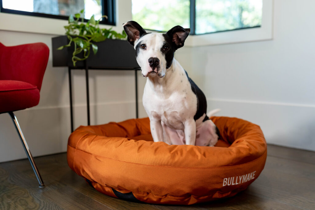 BULLYMAKE Bed – Orange – Medium – BULLYMAKE Shop