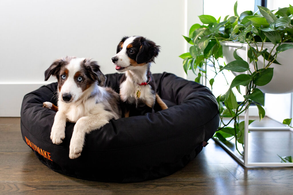 BULLYMAKE Bed – Black – Medium – BULLYMAKE Shop