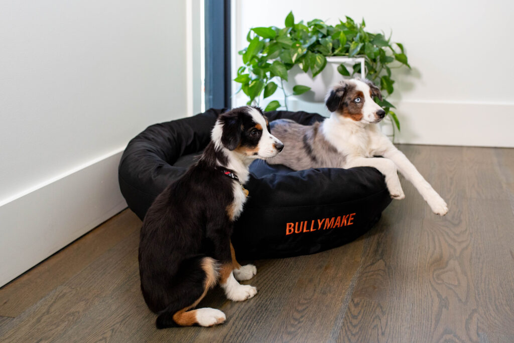 BULLYMAKE Bed – Black – Medium – BULLYMAKE Shop